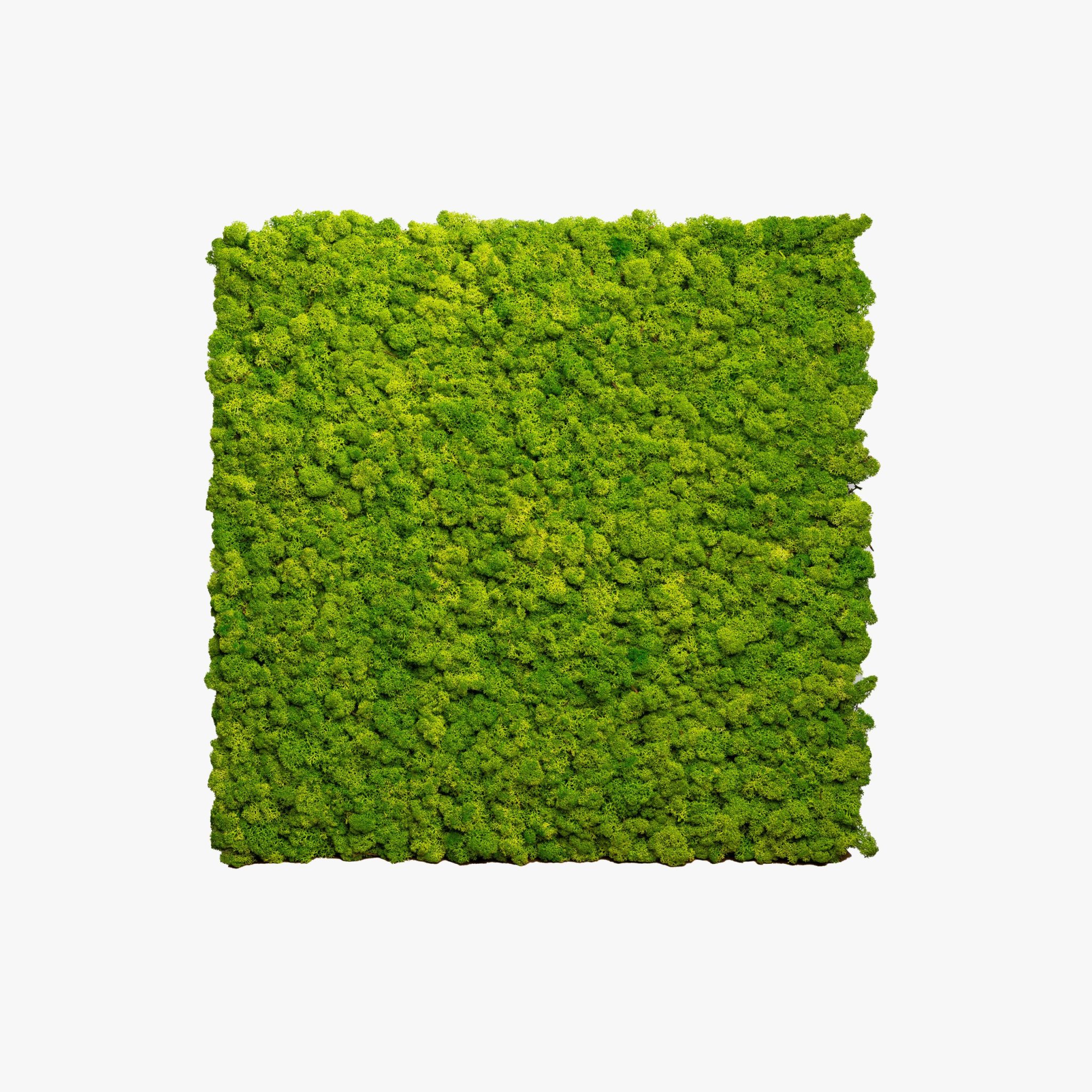 Moss Panel | Decorate inside with moss wall panels - WoodUpp