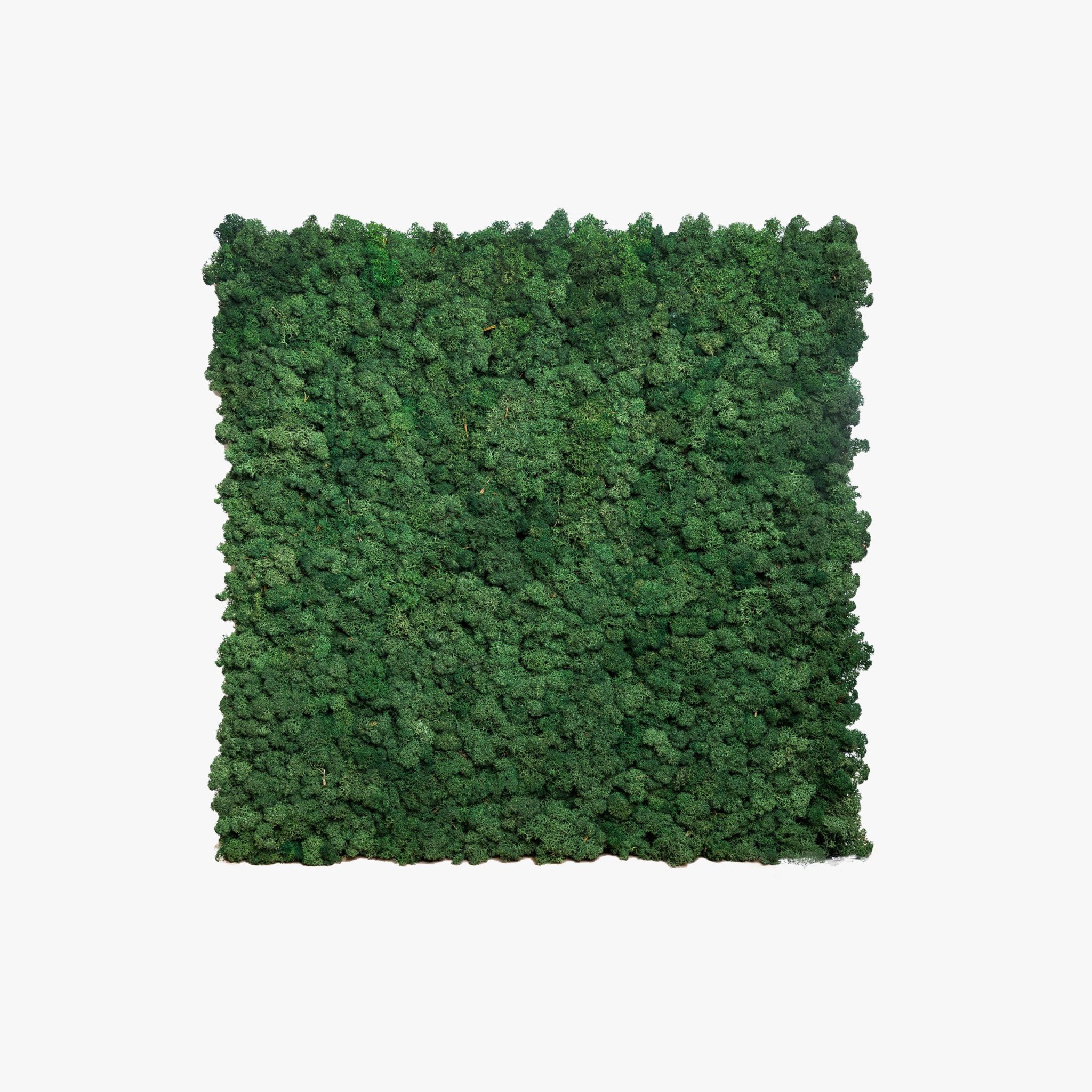 Moss Panel | Decorate inside with moss wall panels - WoodUpp