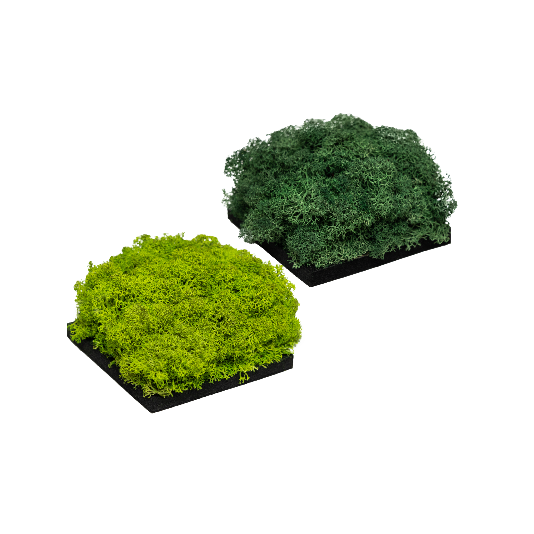 Moss Panel | Decorate inside with moss wall panels - WoodUpp